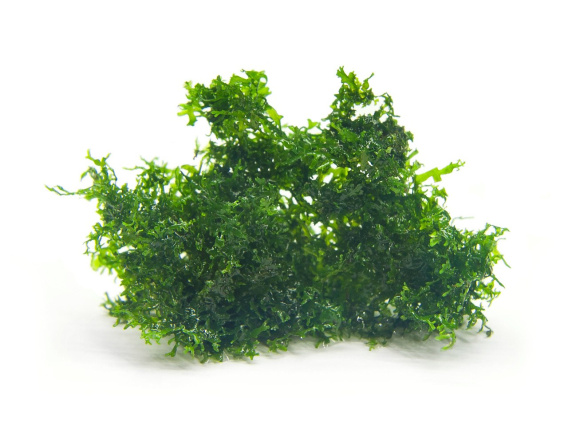 103. Riccardia chamedryfolia MINI PELIA porcja Sklep Akwarystyczny.EU